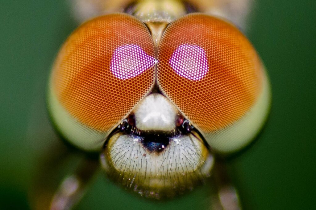 Learn How an Insect’s Compound Eyes Work from The Optometrists' Clinic ...